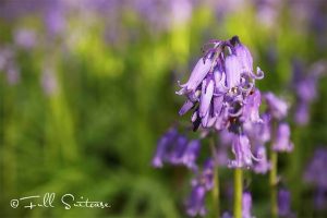 Hallerbos: How To Visit The Bluebell Forest in Belgium