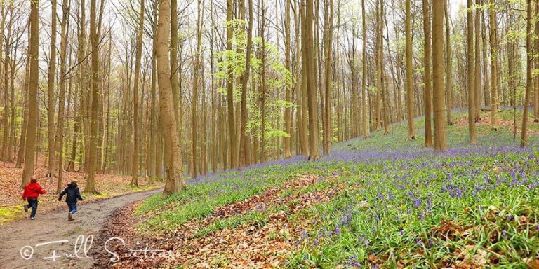 Hallerbos: How To Visit The Bluebell Forest in Belgium