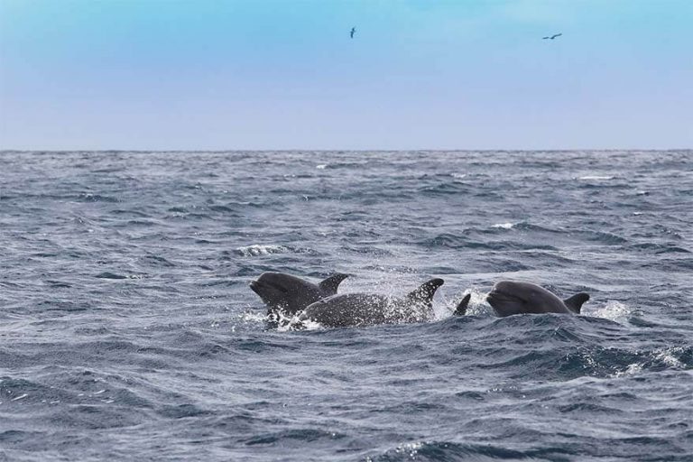 Dolphin and Whale Watching in Madeira: Info & Tips