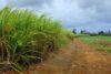 L'Aventure du Sucre: Why Visit & What to Expect at Mauritius Sugar Museum