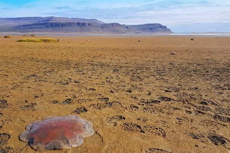 How to Visit Rauðisandur Beach (Rauðasandur) - Westfjords, Iceland