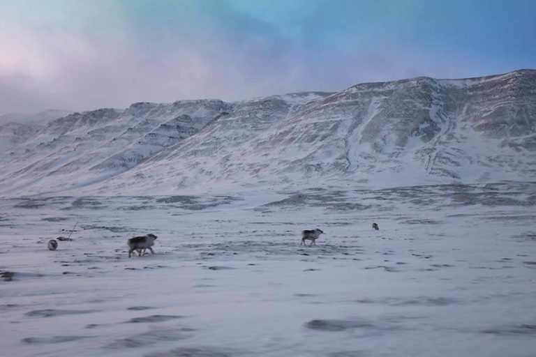 Svalbard in Winter: Things to Do & Essential Travel Tips