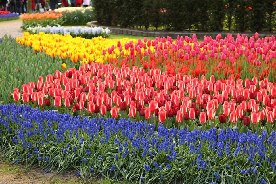 11 Tips & Tricks for Visiting Keukenhof Gardens in 2026