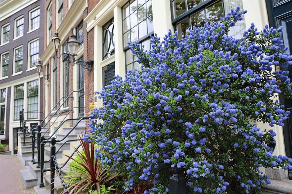 Amsterdam in June: What It's Really Like, Weather & Seasonal Tips