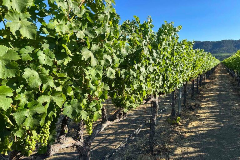 Northern California Road Trip Itinerary (2-Week Loop from San Francisco)